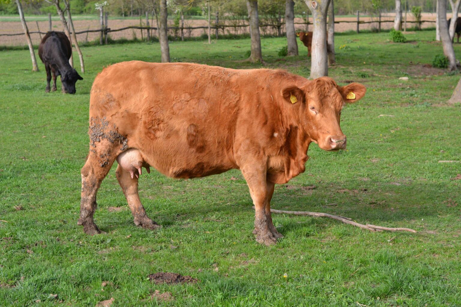 How Much Milk Does a Cow Produce Daily? | Grainshed