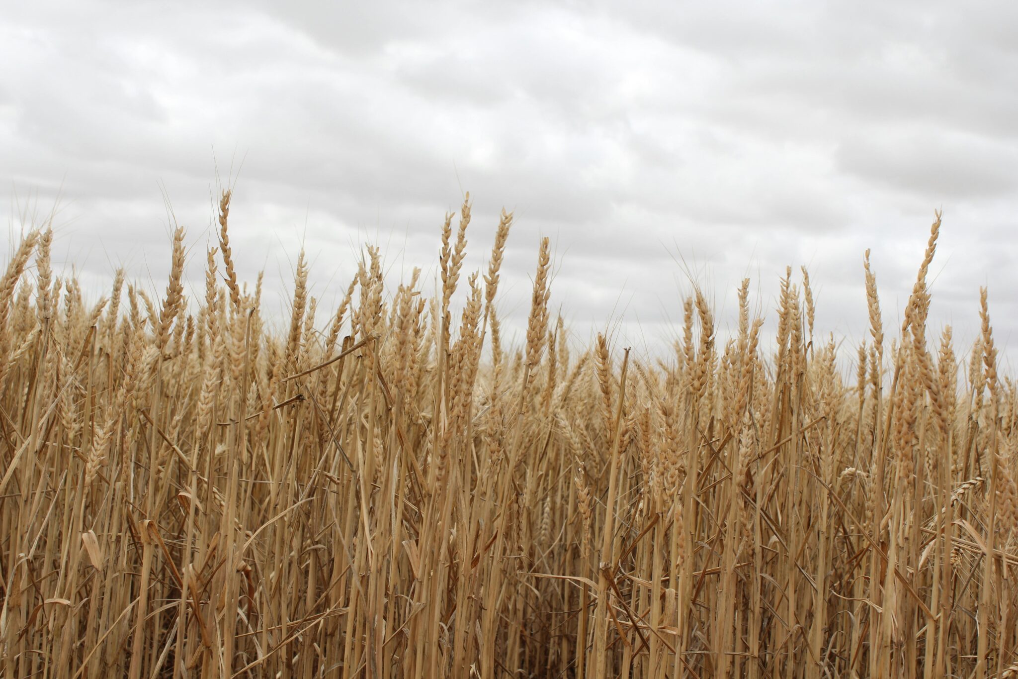 Growing Grains for Self-Sufficiency | Grainshed