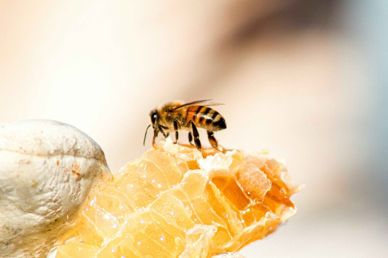 Native Australian Bees: Keeping Stingless Bees at Home