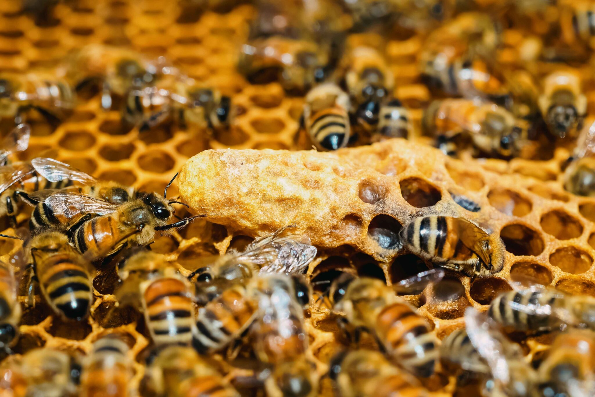 How to Start Beekeeping in Australia: A Guide for Beginners (2025)