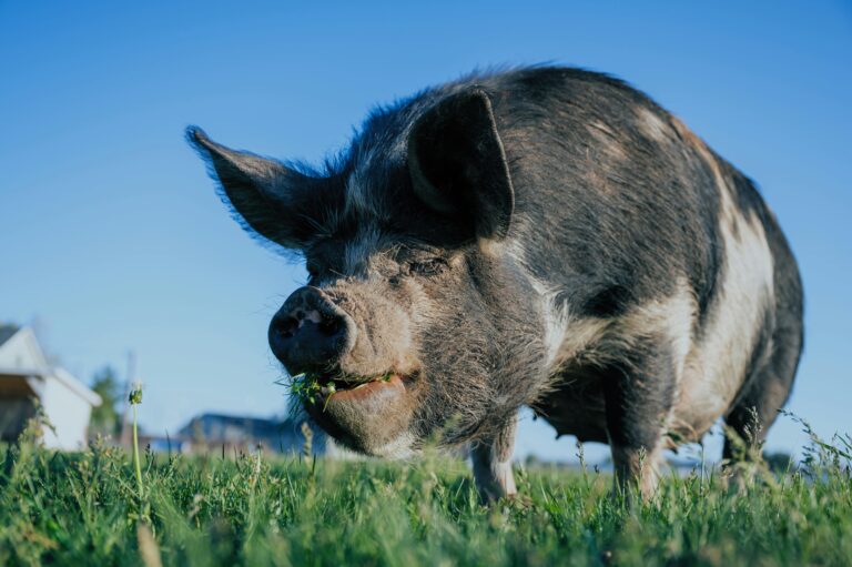 Keeping & Breeding Pigs for Self-Sufficiency | Grainshed