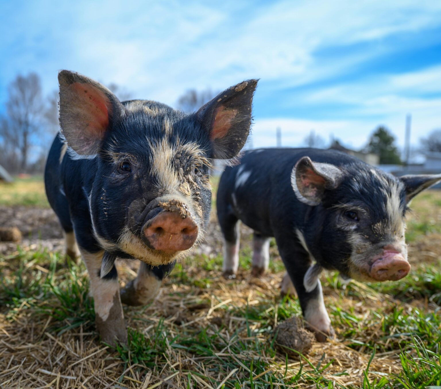 Keeping & Breeding Pigs for Self-Sufficiency | Grainshed