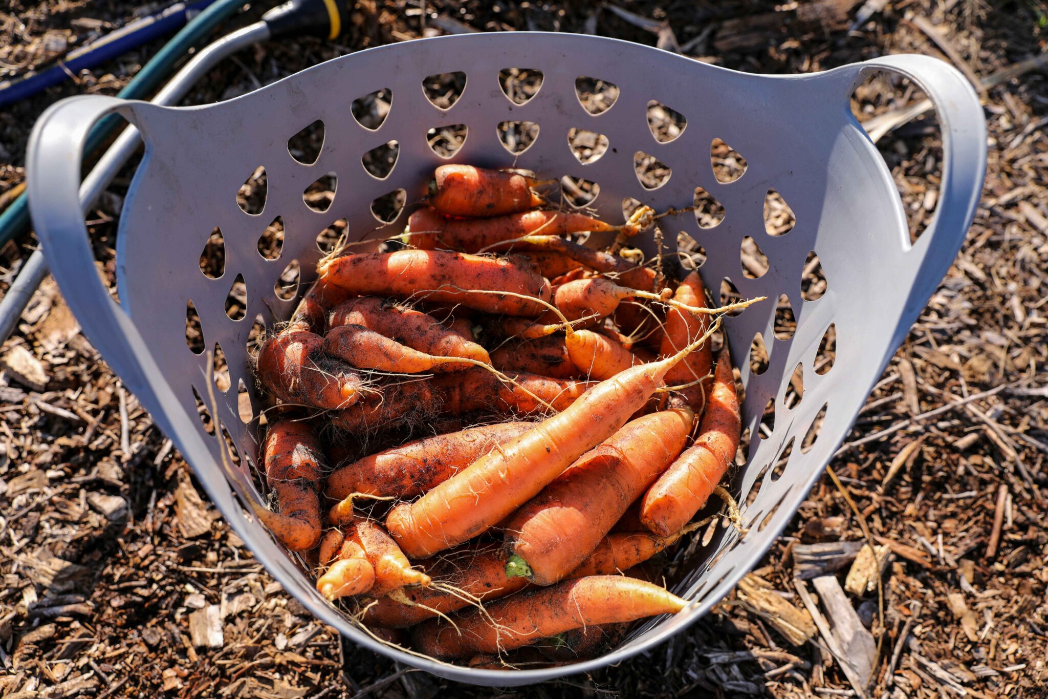 The Best Vegetables to Grow Year-Round in Australia