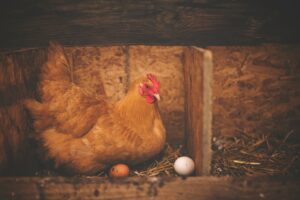 Keeping & Breeding Chickens for Self-Sufficiency | Grainshed