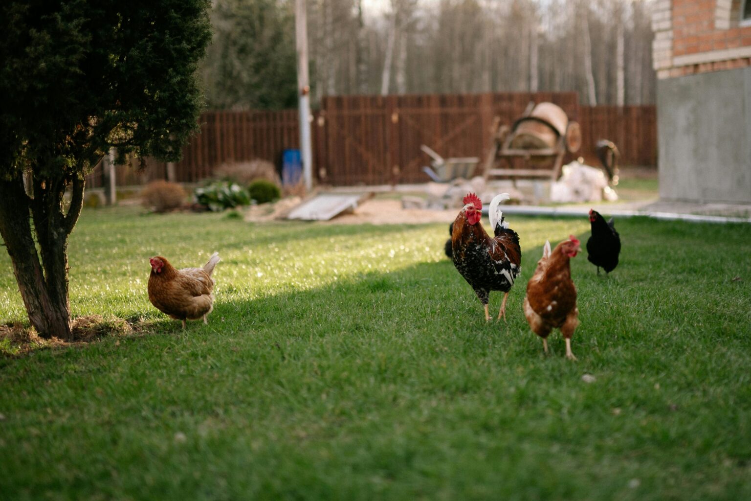 Keeping & Breeding Chickens for Self-Sufficiency | Grainshed