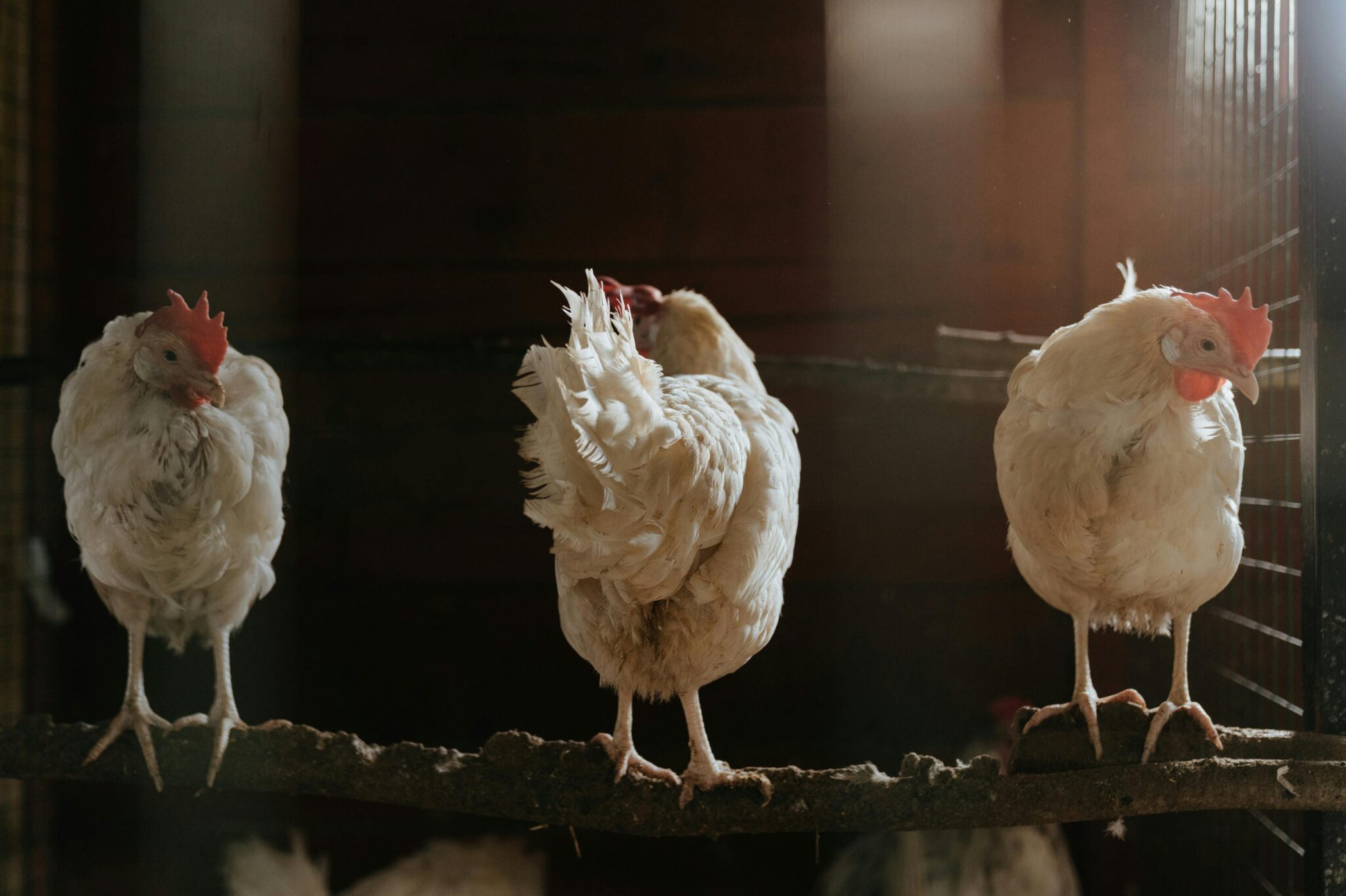 Hen Coop Setup in Australia: Designs, Sizes & Rules
