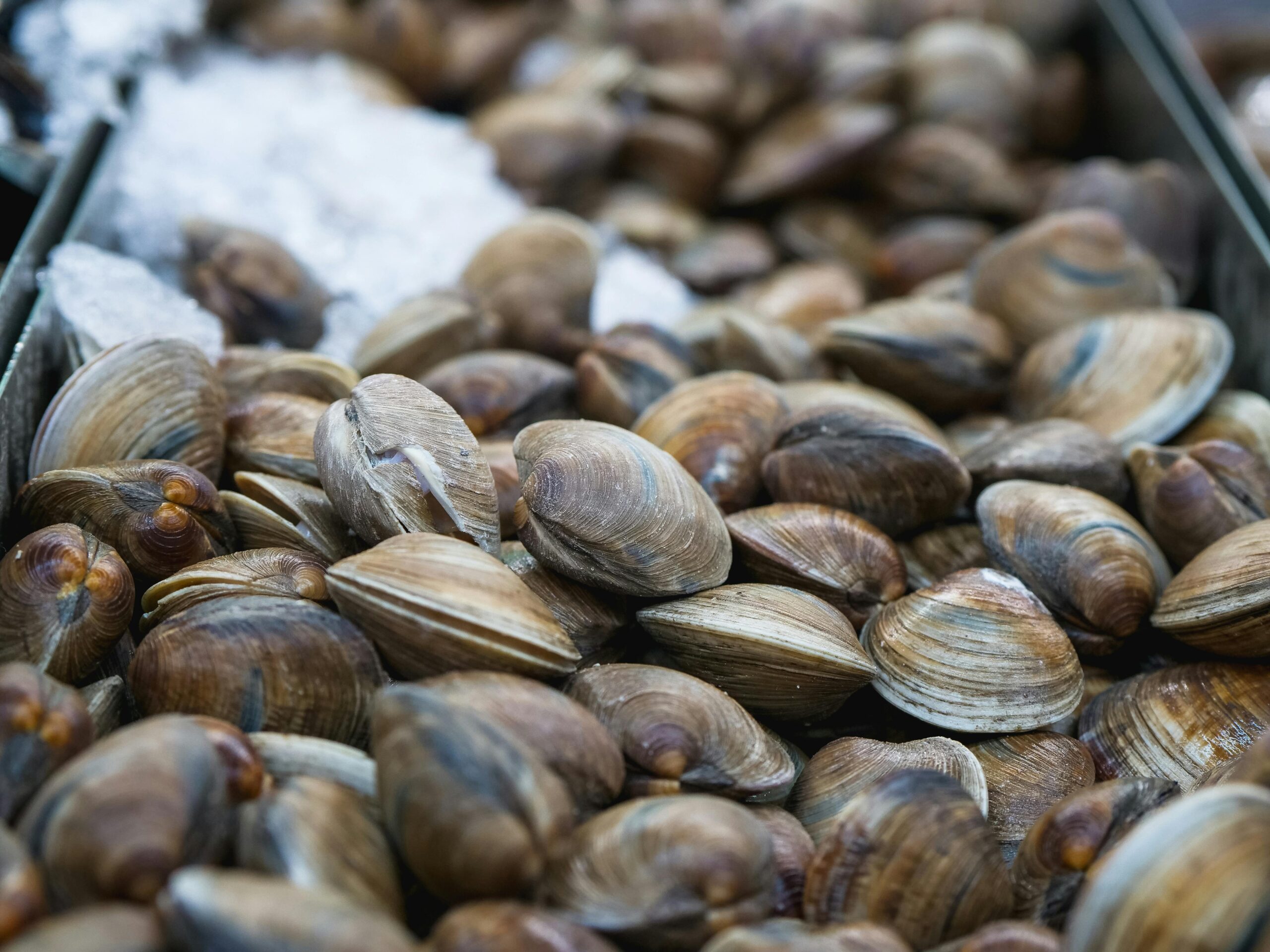 Freshwater Shellfish Farming for Self-Sufficiency | Grainshed