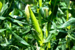 Growing Grains for Self-Sufficiency | Grainshed