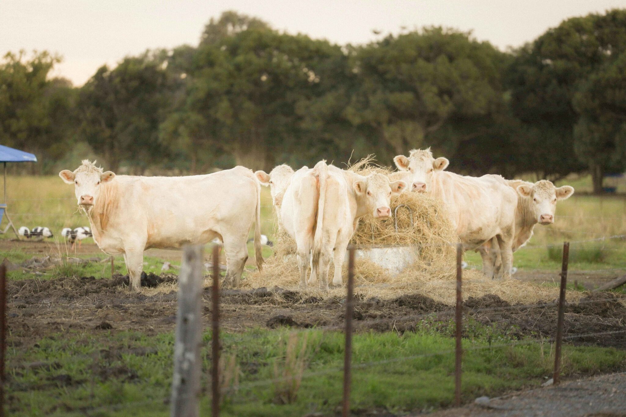 Keeping & Breeding Cattle for Self-Sufficiency | Grainshed
