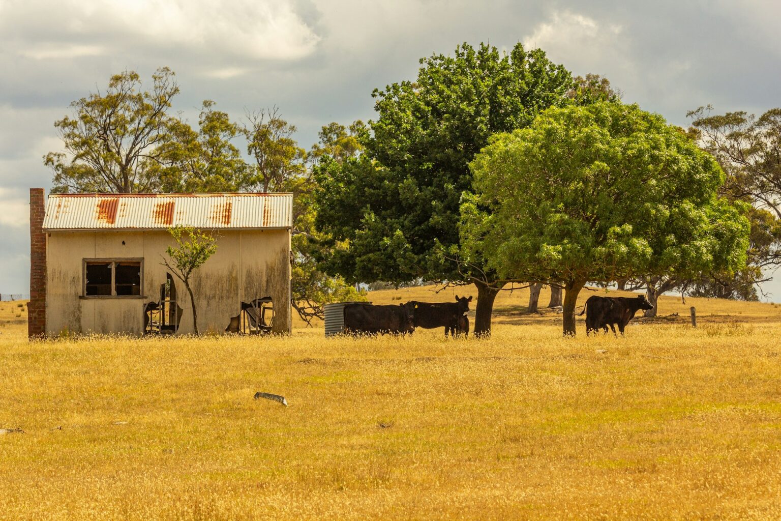 Keeping & Breeding Cattle for Self-Sufficiency | Grainshed