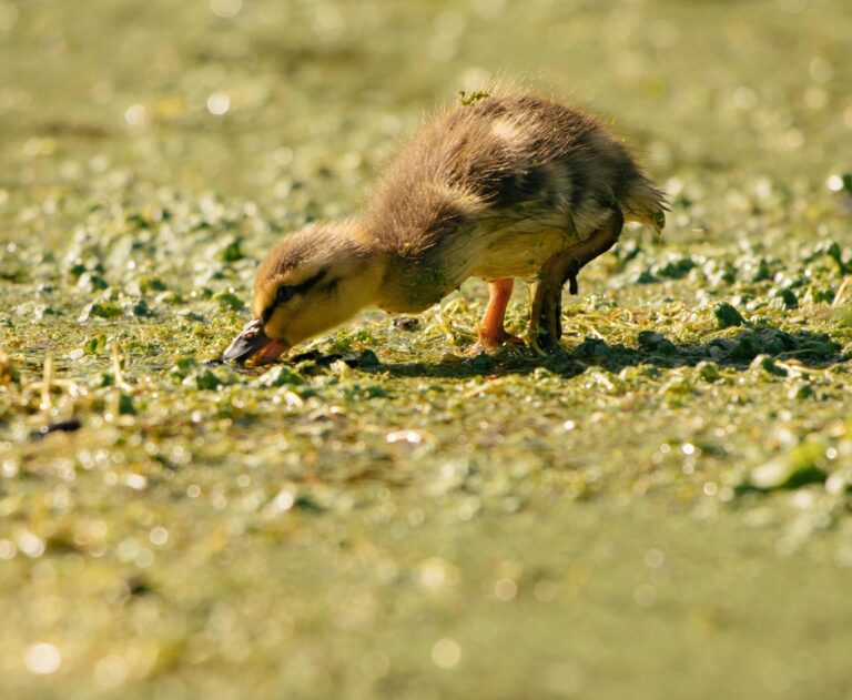 Keeping & Breeding Ducks for Self-Sufficiency | Grainshed
