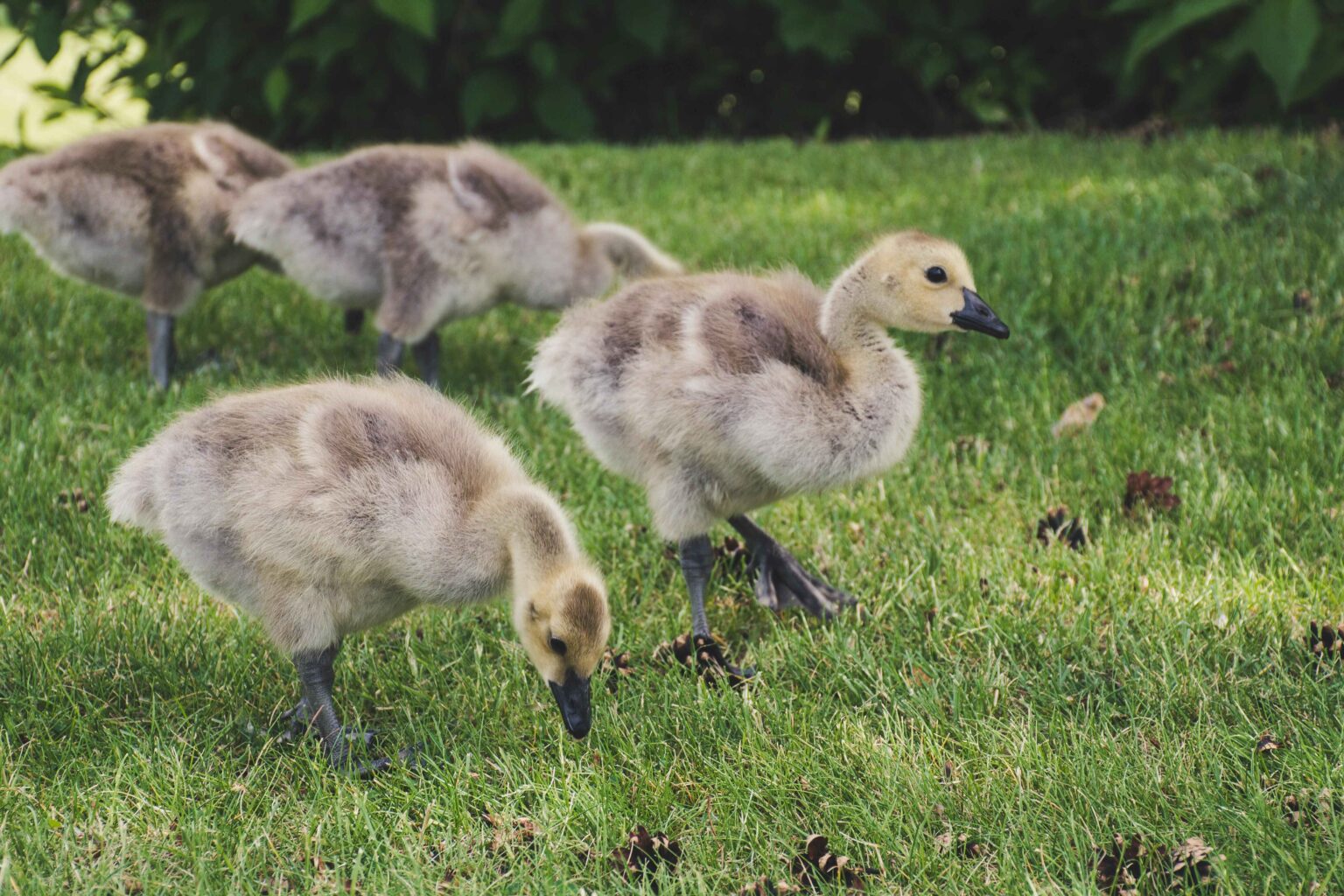 Keeping & Breeding Ducks for Self-Sufficiency | Grainshed