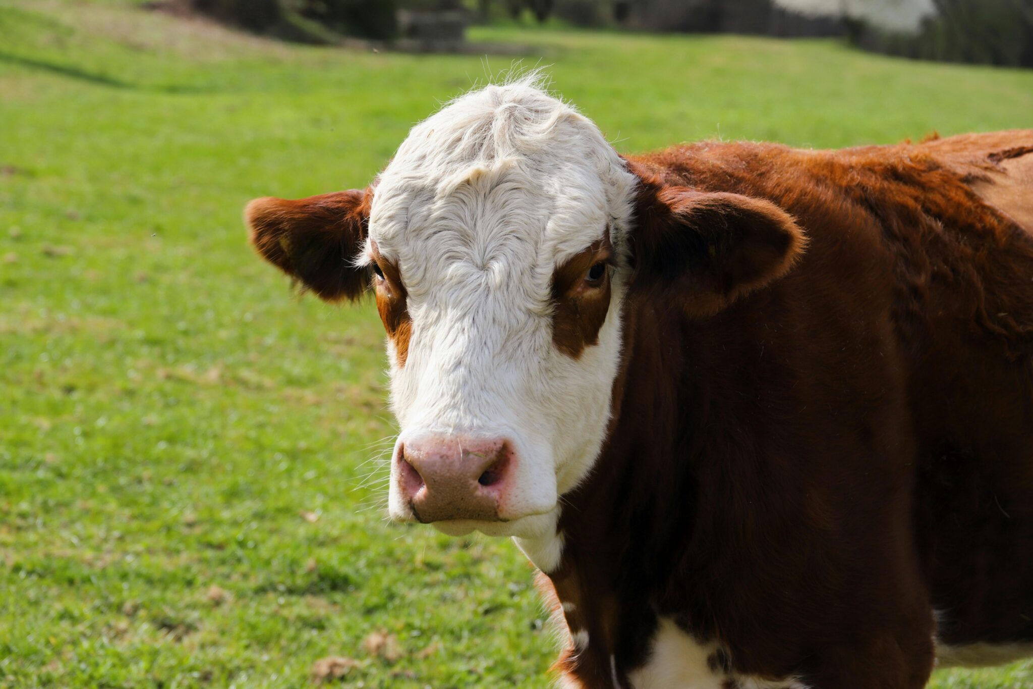 Keeping & Breeding Cattle for Self-Sufficiency | Grainshed