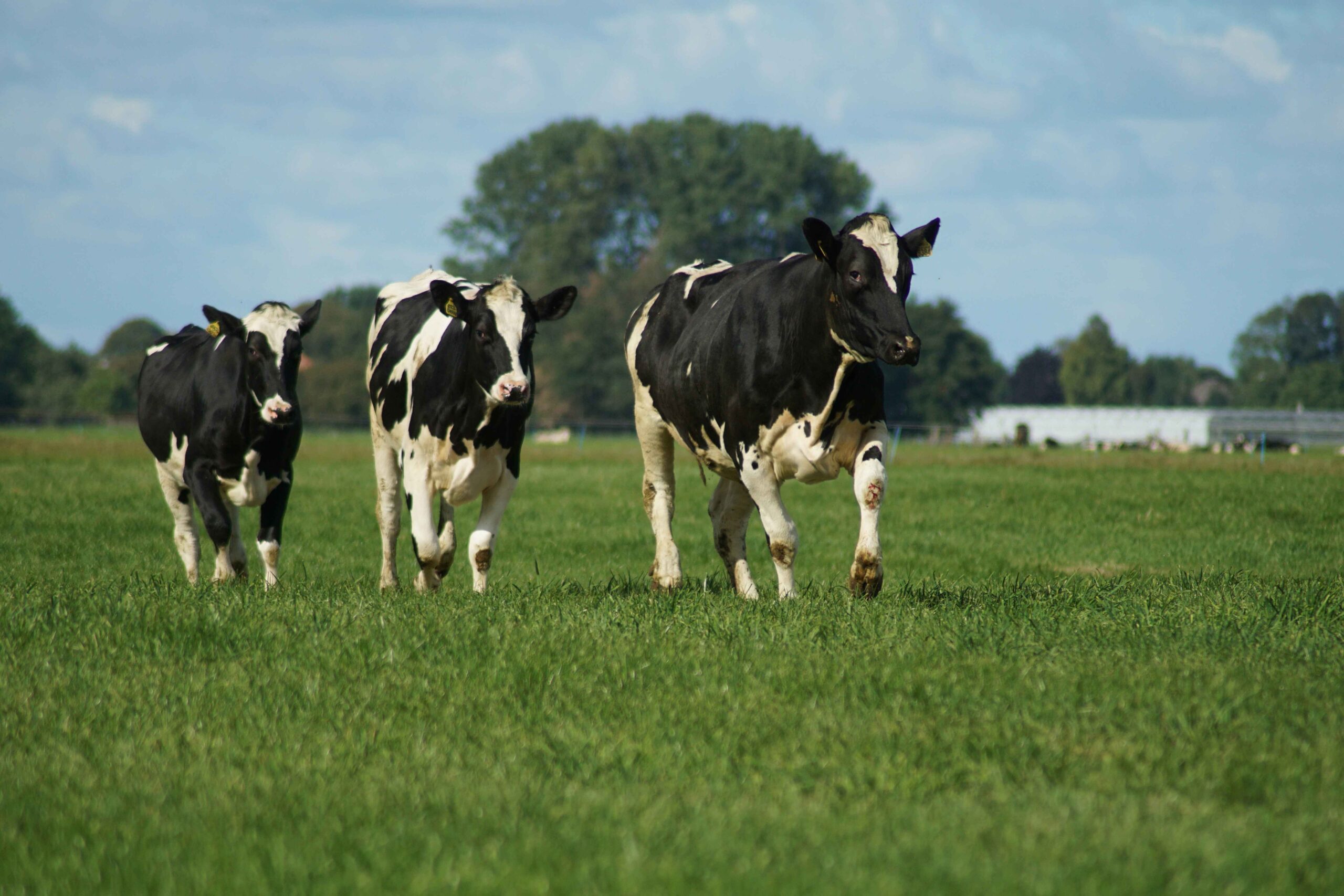 How Much Milk Does a Cow Produce Daily? | Grainshed