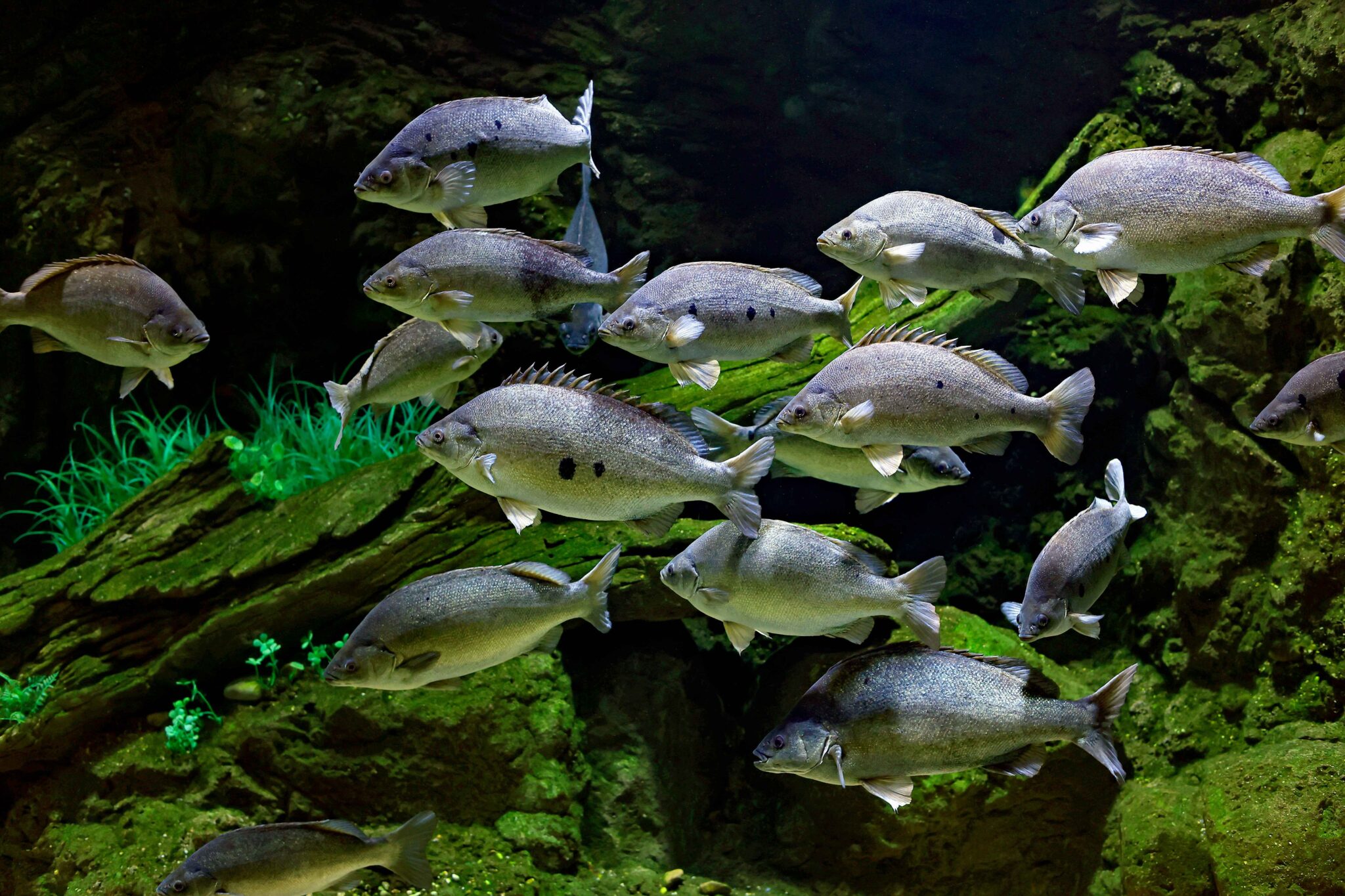 Freshwater Fish Farming for Self-Sufficiency | Grainshed