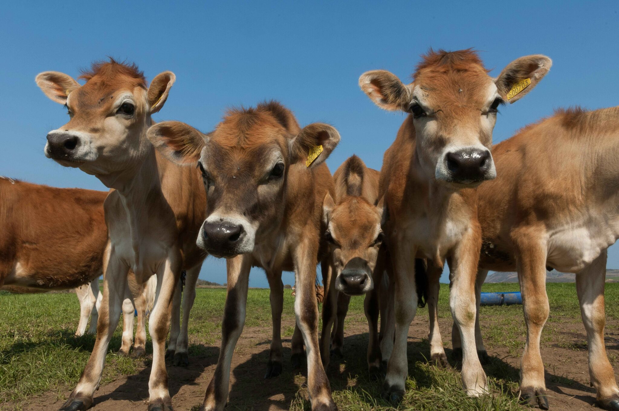 How Much Milk Does a Cow Produce Daily? | Grainshed