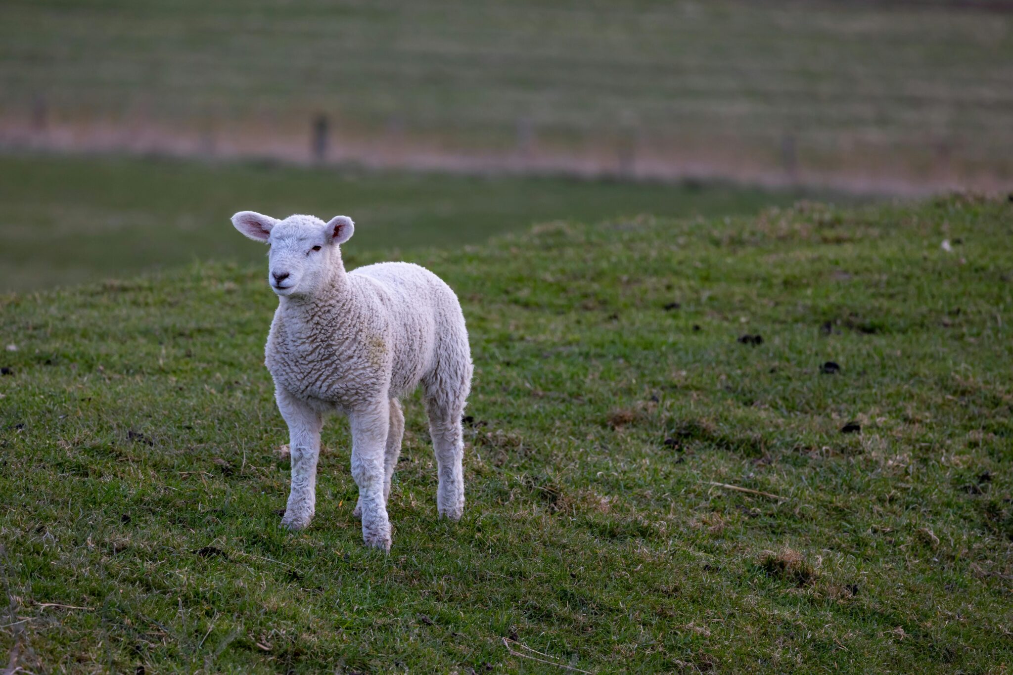 Sheep Farming & Breeding for Self-Sufficiency | Grainshed