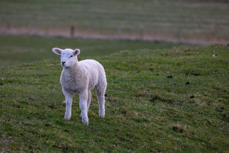 Sheep Farming & Breeding for Self-Sufficiency | Grainshed