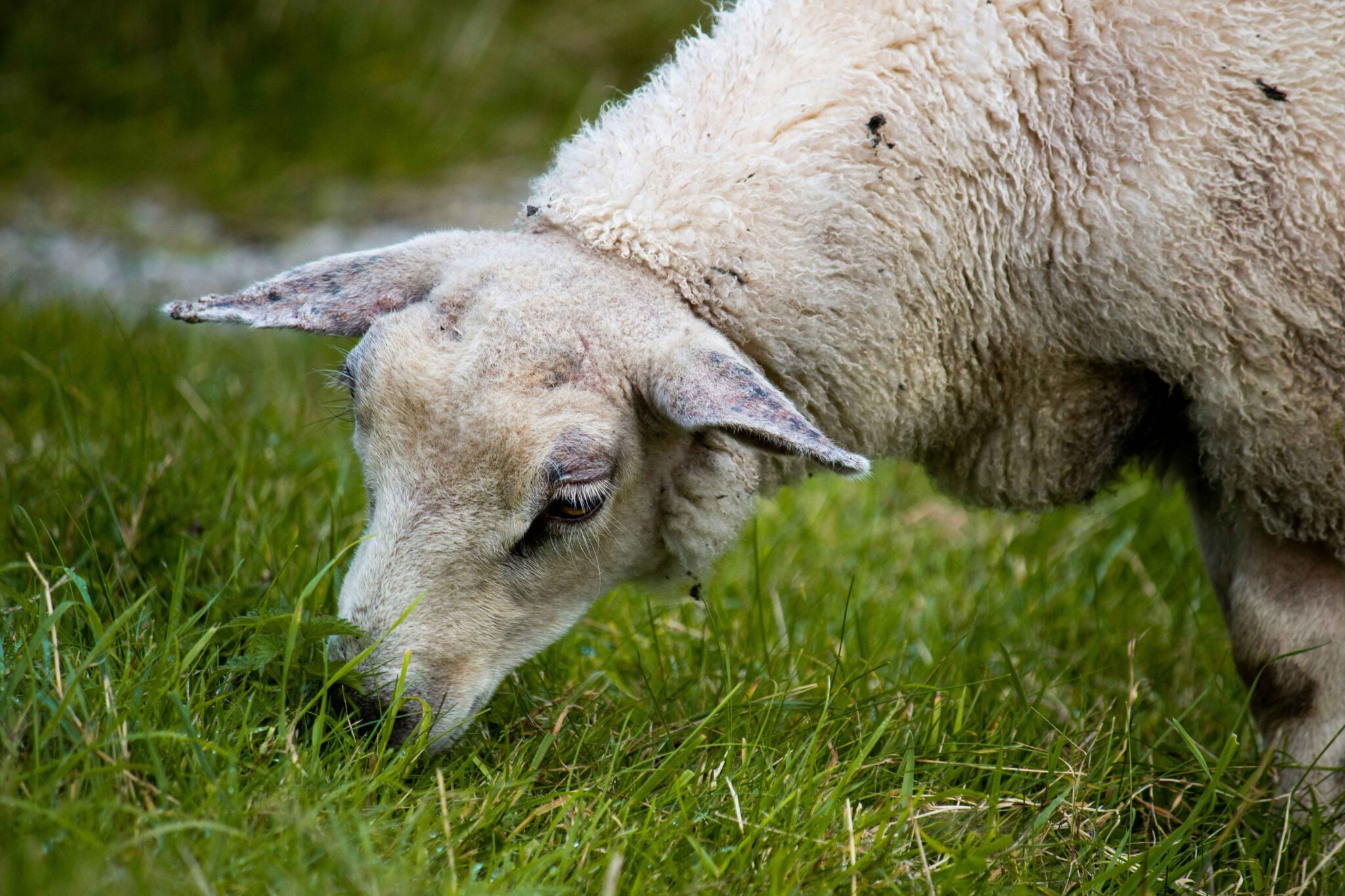 Sheep Farming & Breeding for Self-Sufficiency | Grainshed
