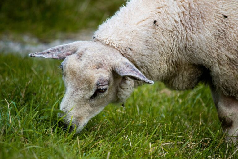Sheep Farming & Breeding for Self-Sufficiency | Grainshed
