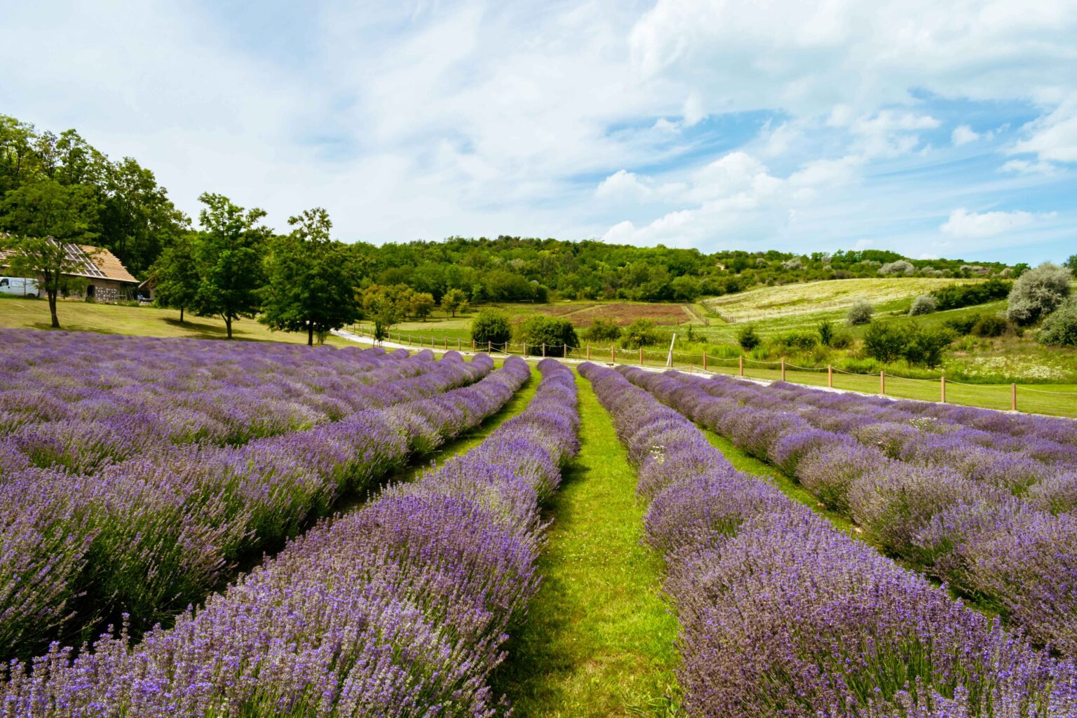 Lavender Farming: A Beginner's Guide to Planting & Managing