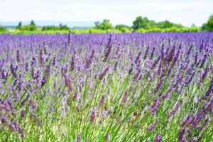 Lavender Farming: A Beginner's Guide to Planting & Managing