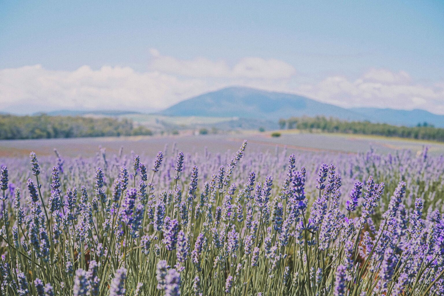 Lavender Farming: A Beginner's Guide to Planting & Managing