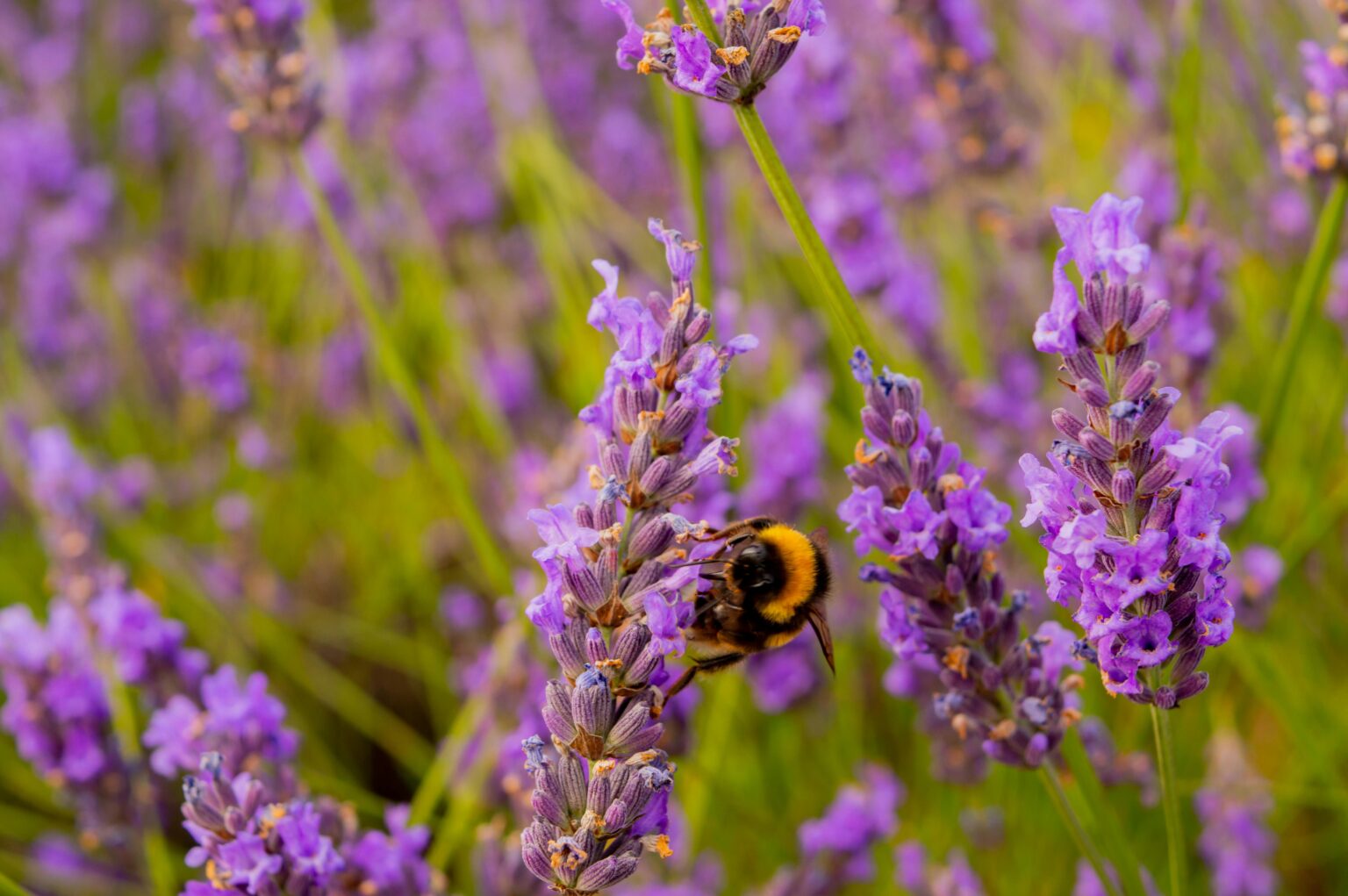 Lavender Farming: A Beginner's Guide to Planting & Managing