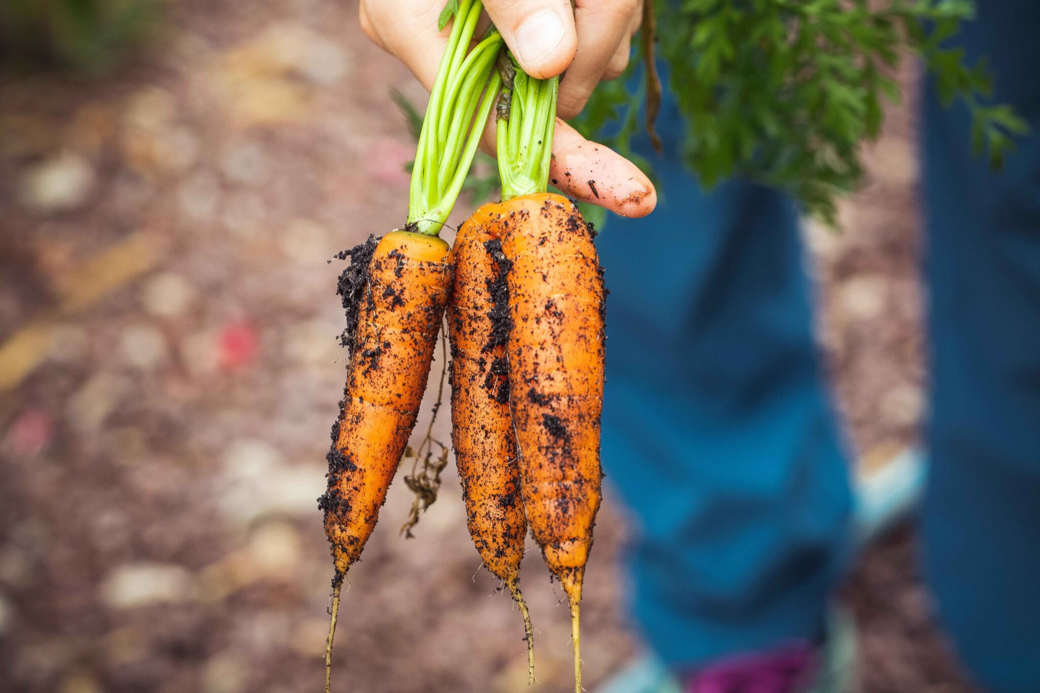 Soil Types & Testing: How to Choose the Best Land for Growing Food
