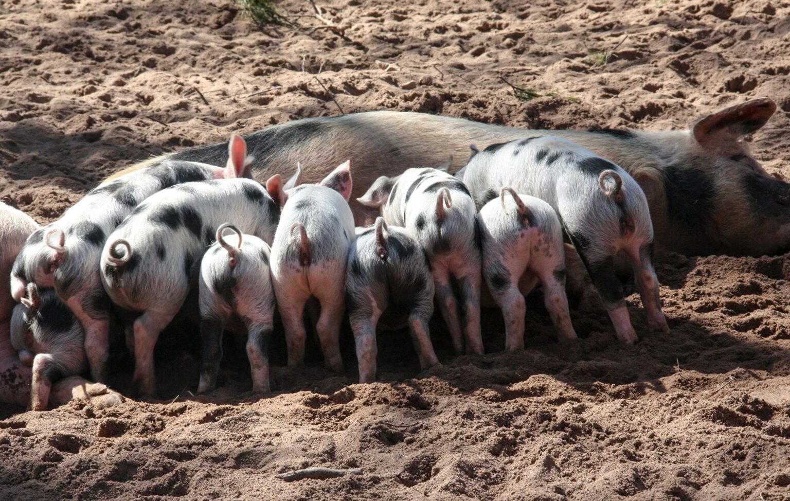 Keeping & Breeding Pigs for Self-Sufficiency | Grainshed