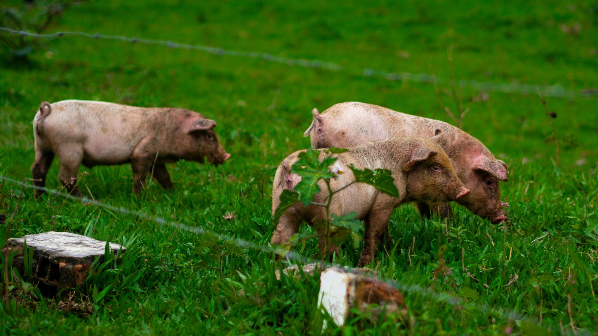 Keeping & Breeding Pigs for Self-Sufficiency | Grainshed