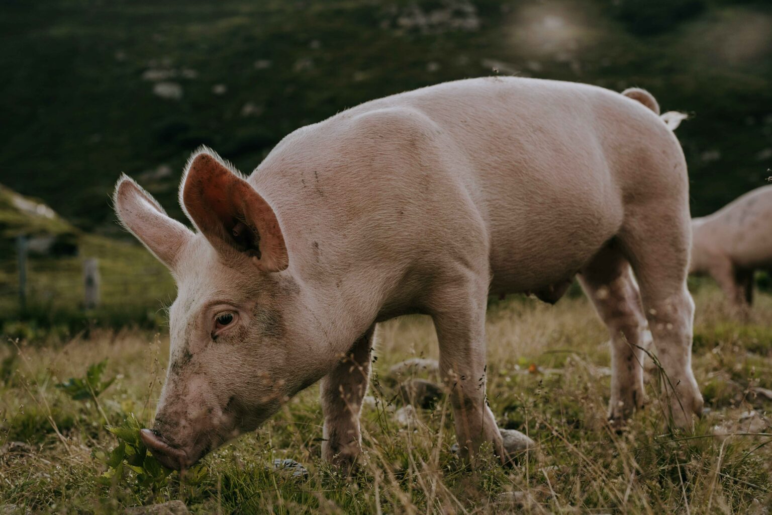 How Much Land You Need to Raise Pigs in Australia | Grainshed