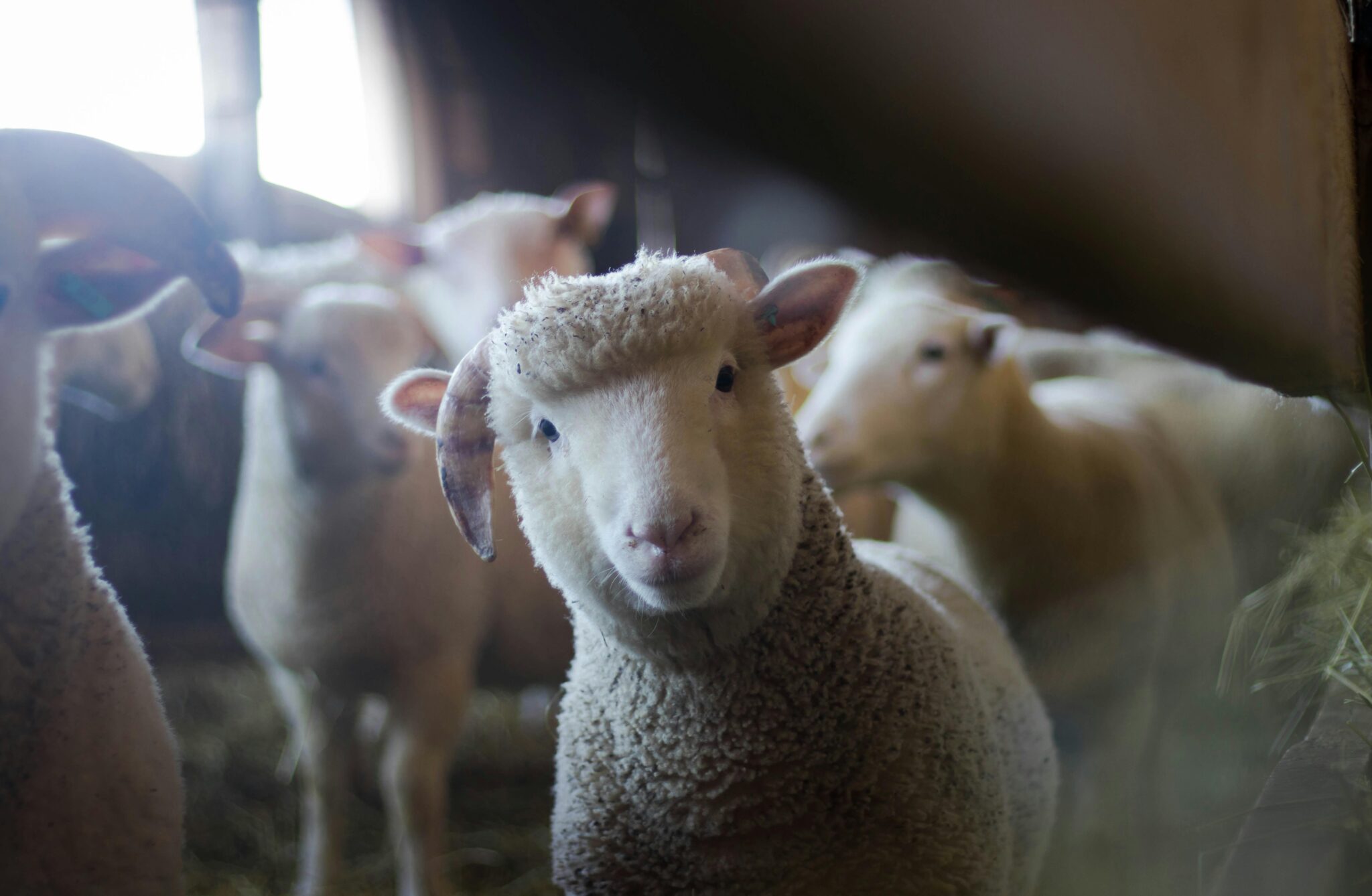 Sheep Farming & Breeding for Self-Sufficiency | Grainshed