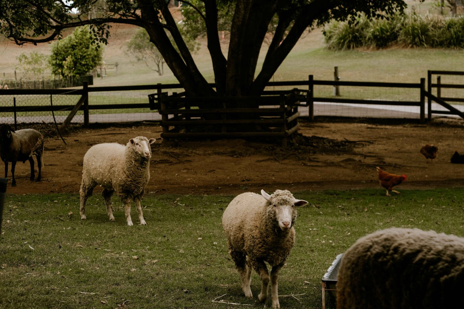 Sheep Farming & Breeding for Self-Sufficiency | Grainshed