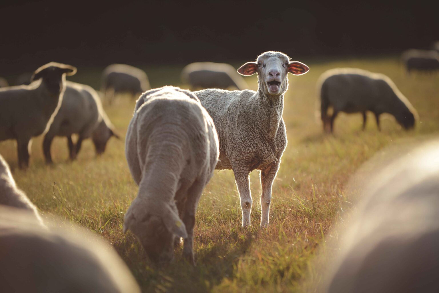 Sheep Farming & Breeding for Self-Sufficiency | Grainshed
