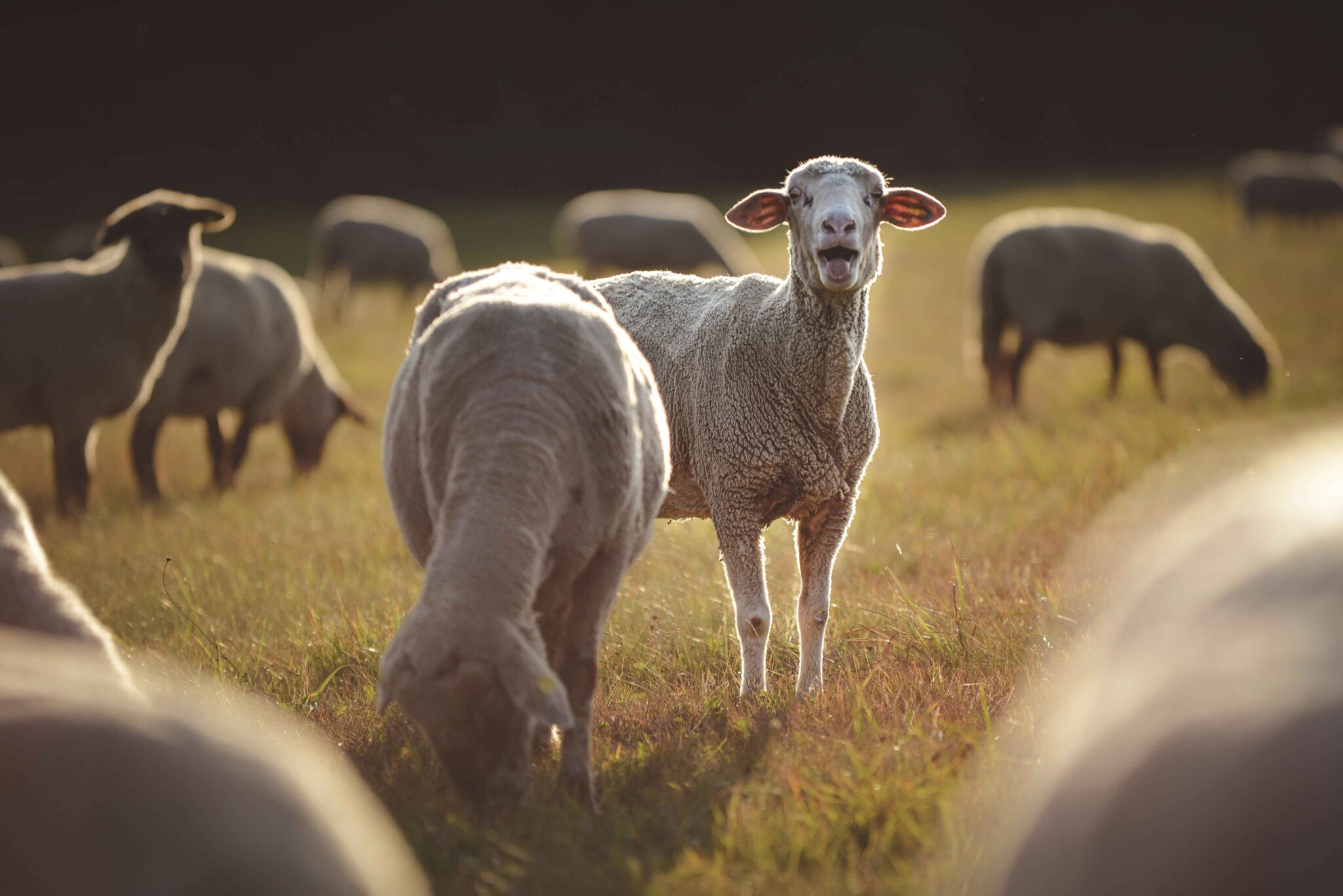 Sheep Farming & Breeding for Self-Sufficiency | Grainshed