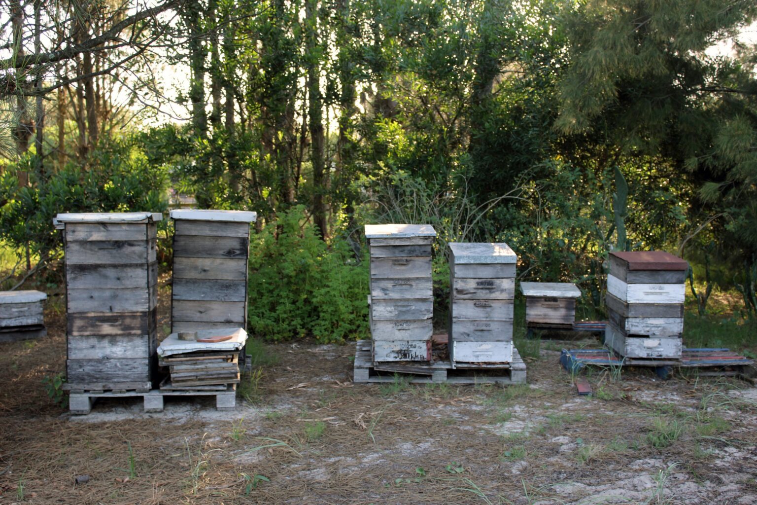 How to Start Beekeeping in Australia: A Guide for Beginners (2025)