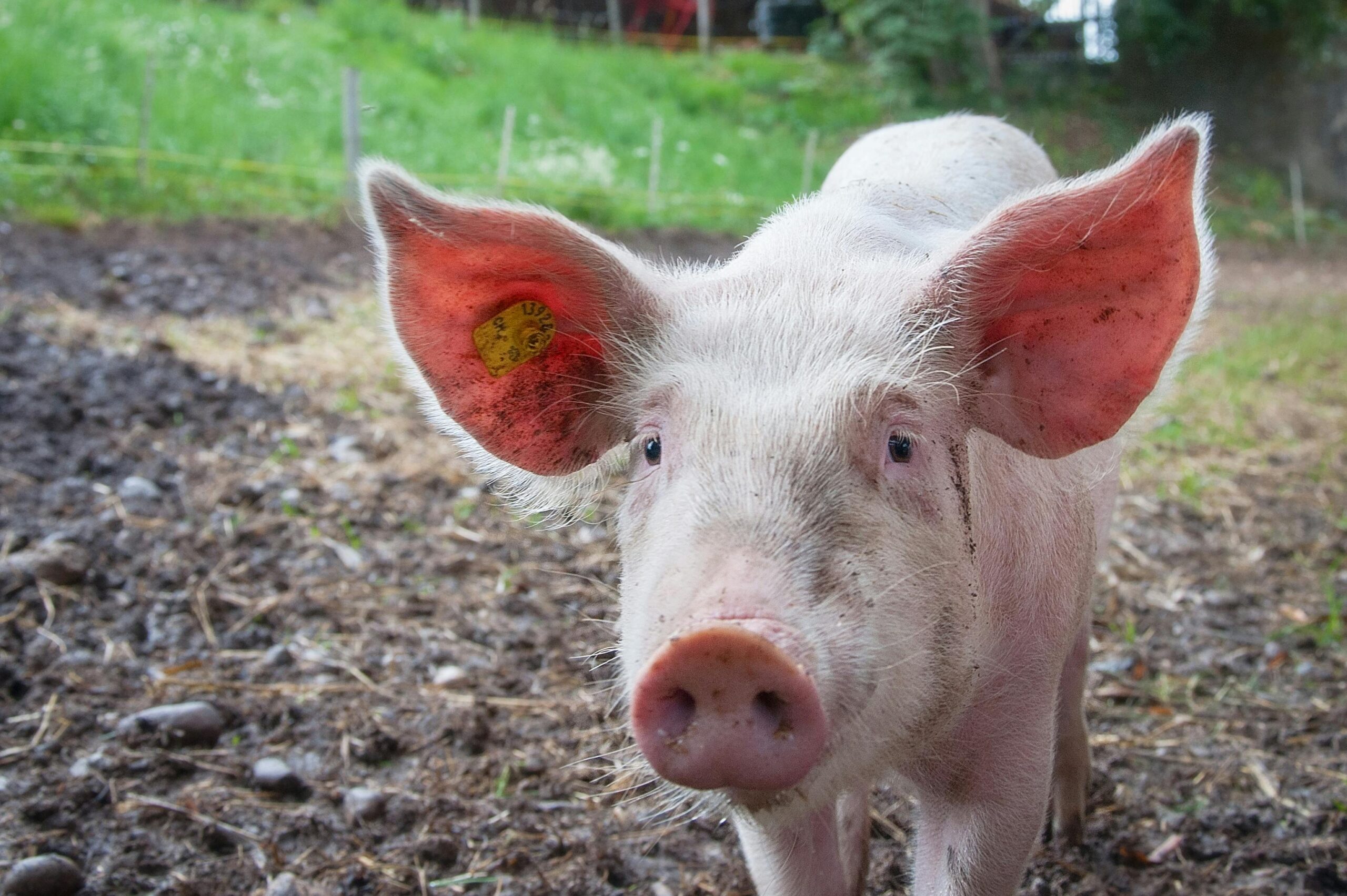 Keeping & Breeding Pigs for Self-Sufficiency | Grainshed