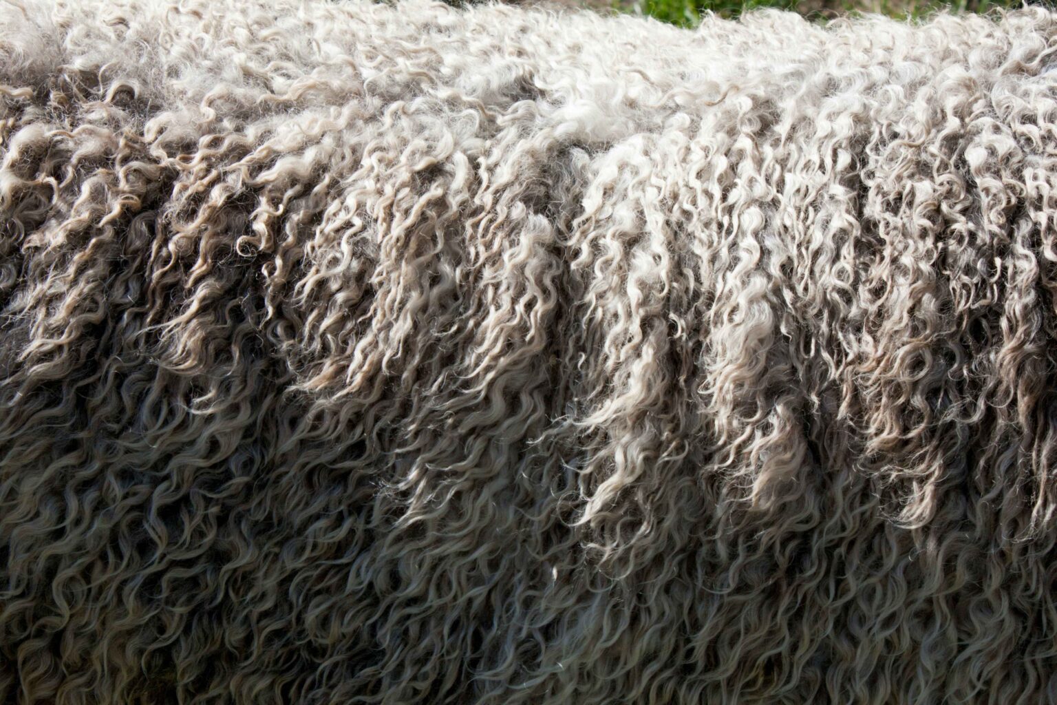 Sheep Farming & Breeding for Self-Sufficiency | Grainshed
