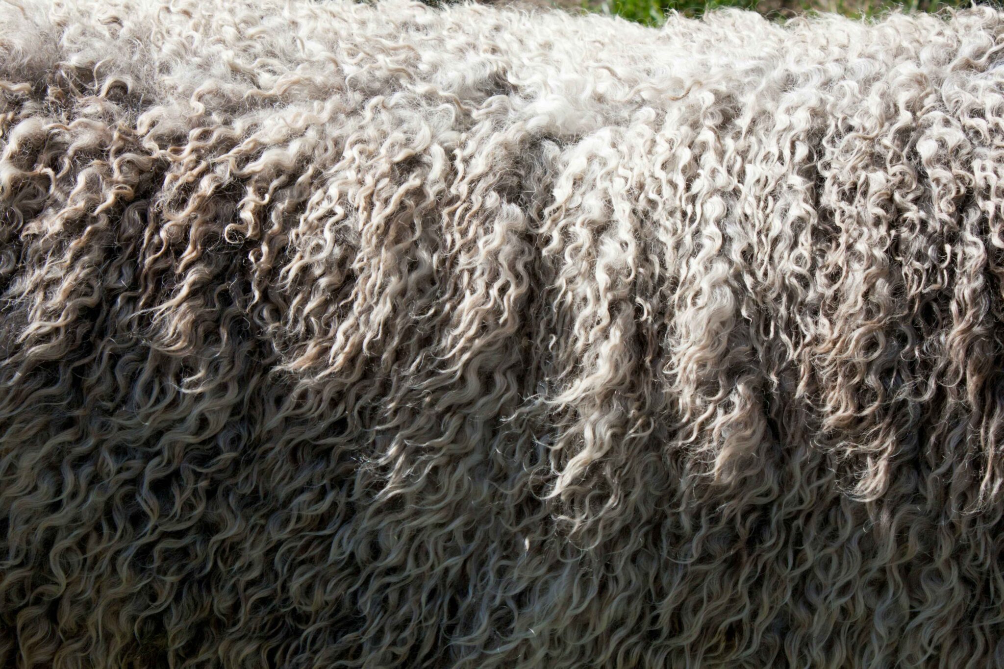 Sheep Farming & Breeding for Self-Sufficiency | Grainshed