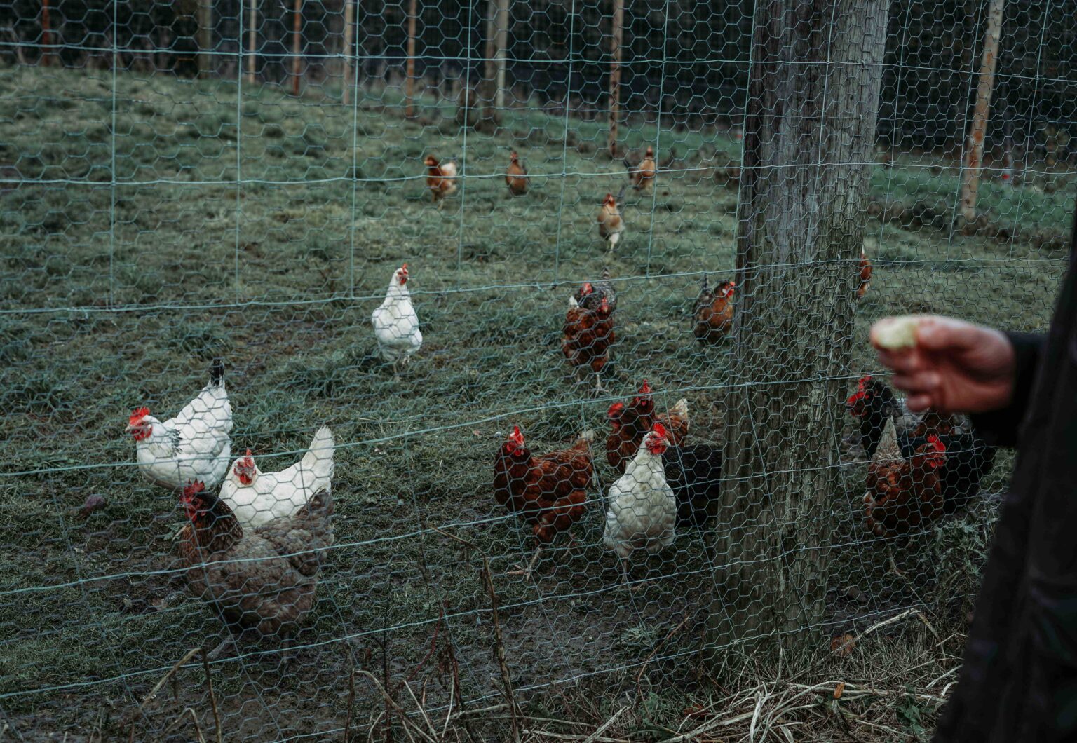 The Best Chicken Wire & Fencing for Australian Properties