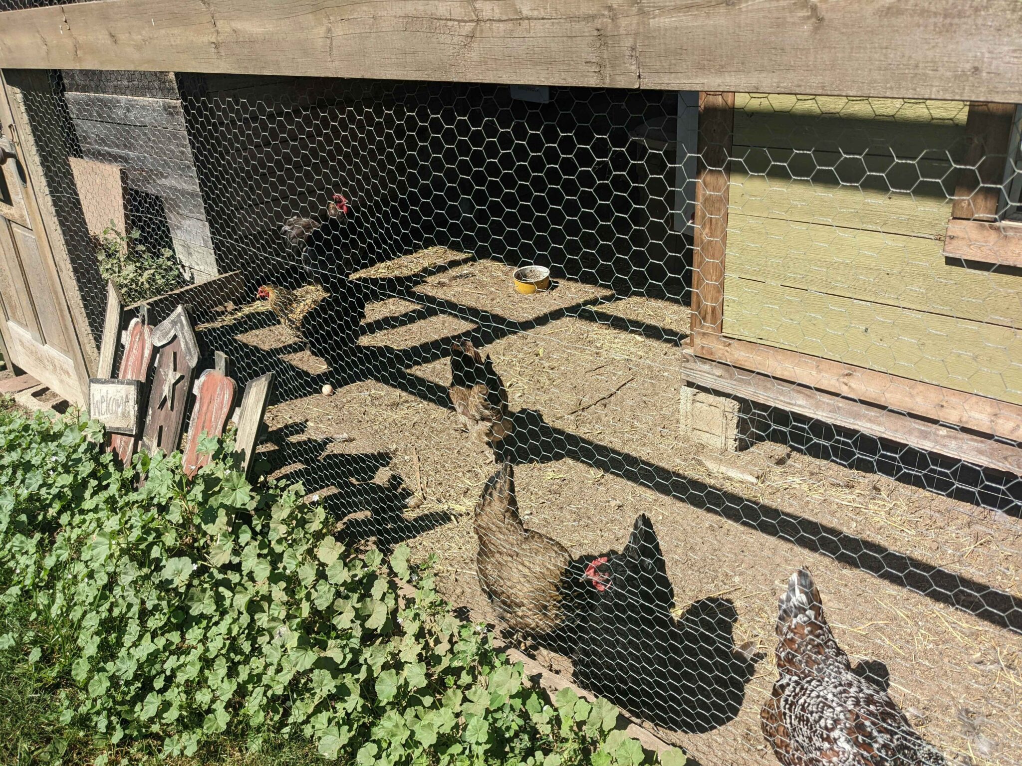 The Best Chicken Wire & Fencing for Australian Properties