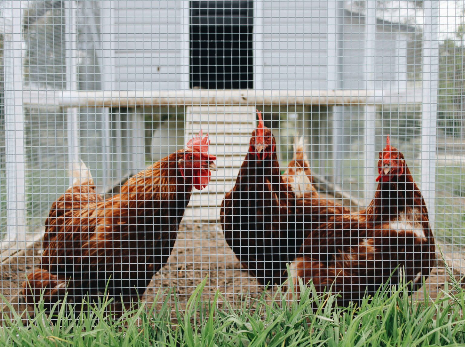 The Best Chicken Wire & Fencing for Australian Properties