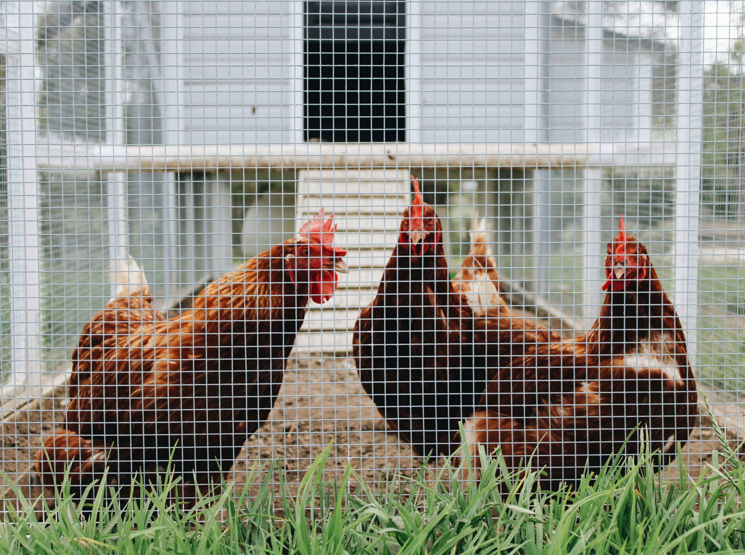 The Best Chicken Wire & Fencing for Australian Properties