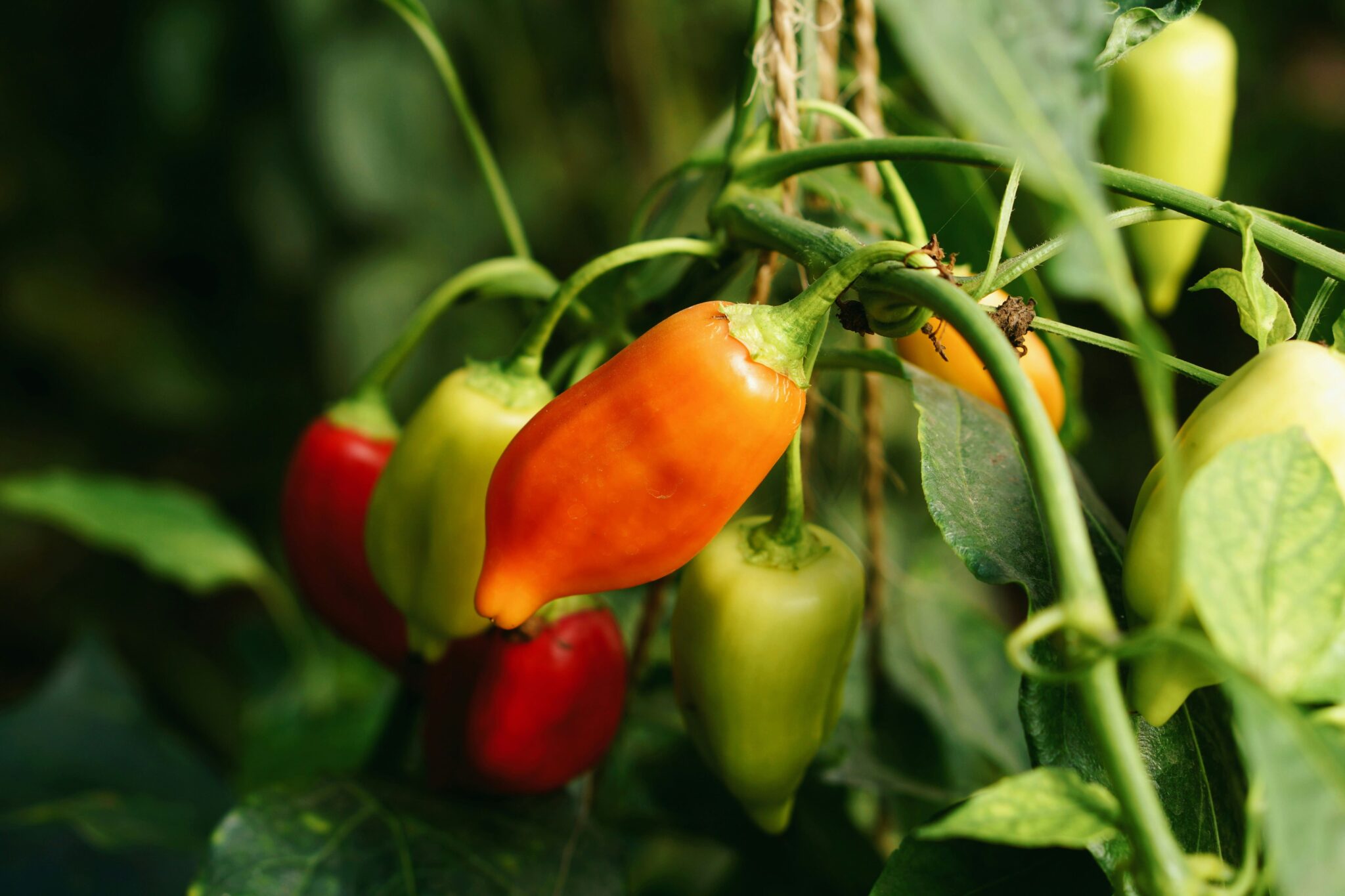 12 Easiest Herbs to Grow at Home in Australia | Grainshed