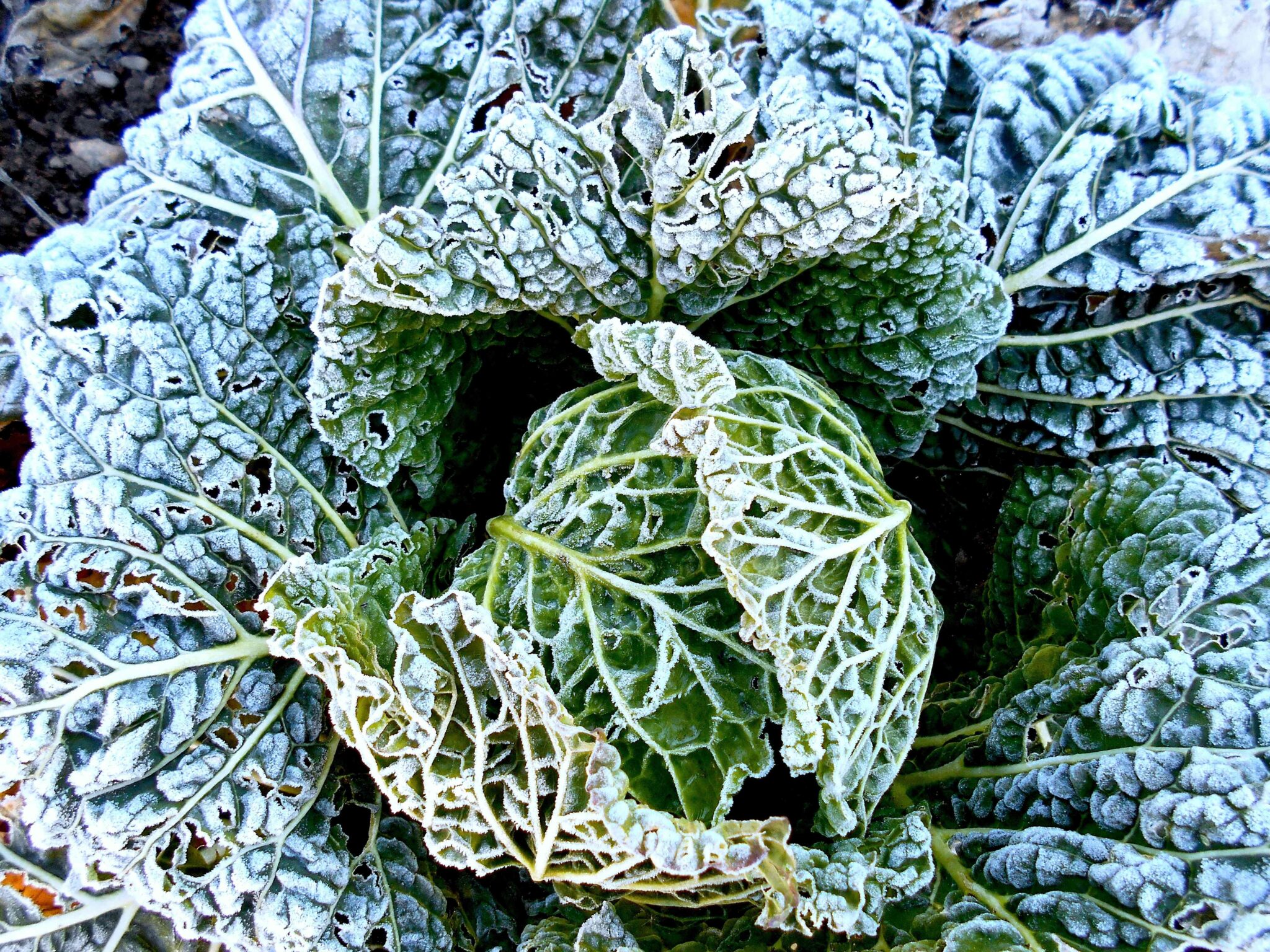 DIY Frost Protection for Plants Australia: 7 Methods That Work