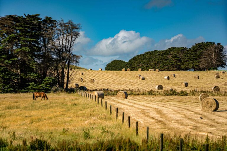 How to Establish Pasture Grass on a Small Farm | Grainshed