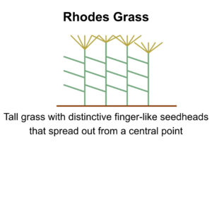 How to Establish Pasture Grass on a Small Farm | Grainshed