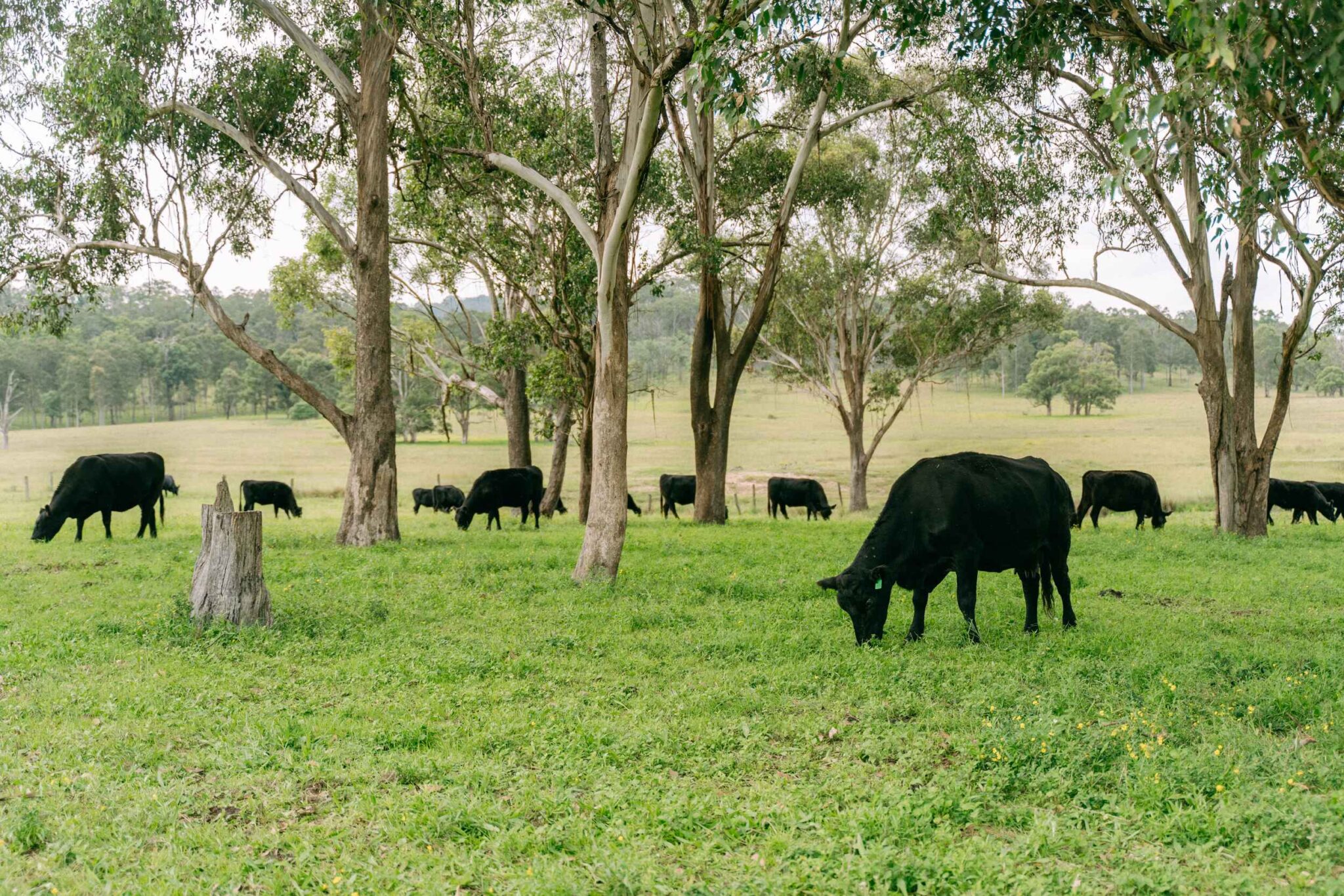 What Does 10 Acres Look Like? Size Guide for Acreage Buyers