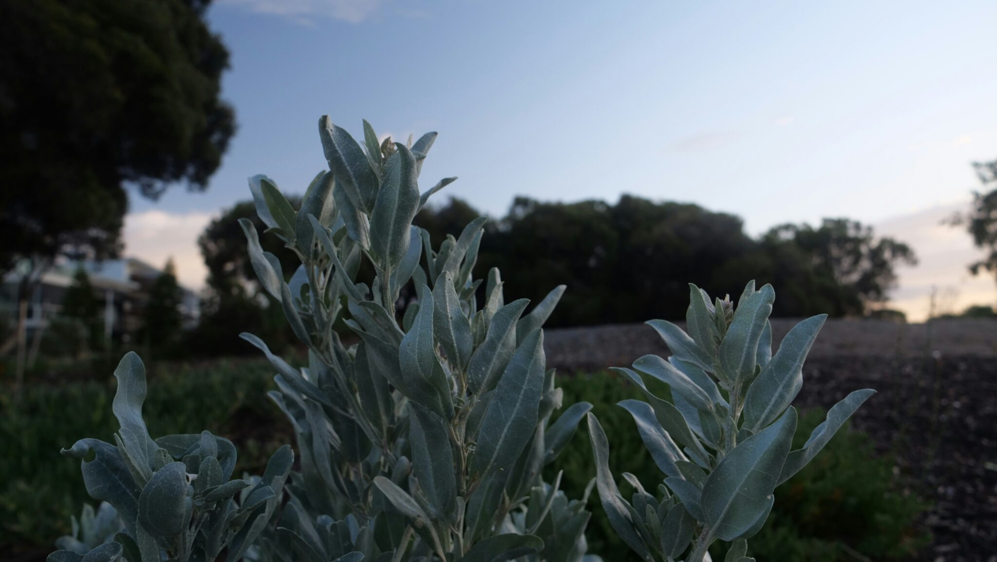 Native Food Plants in Australia: Commercial Guide | Grainshed